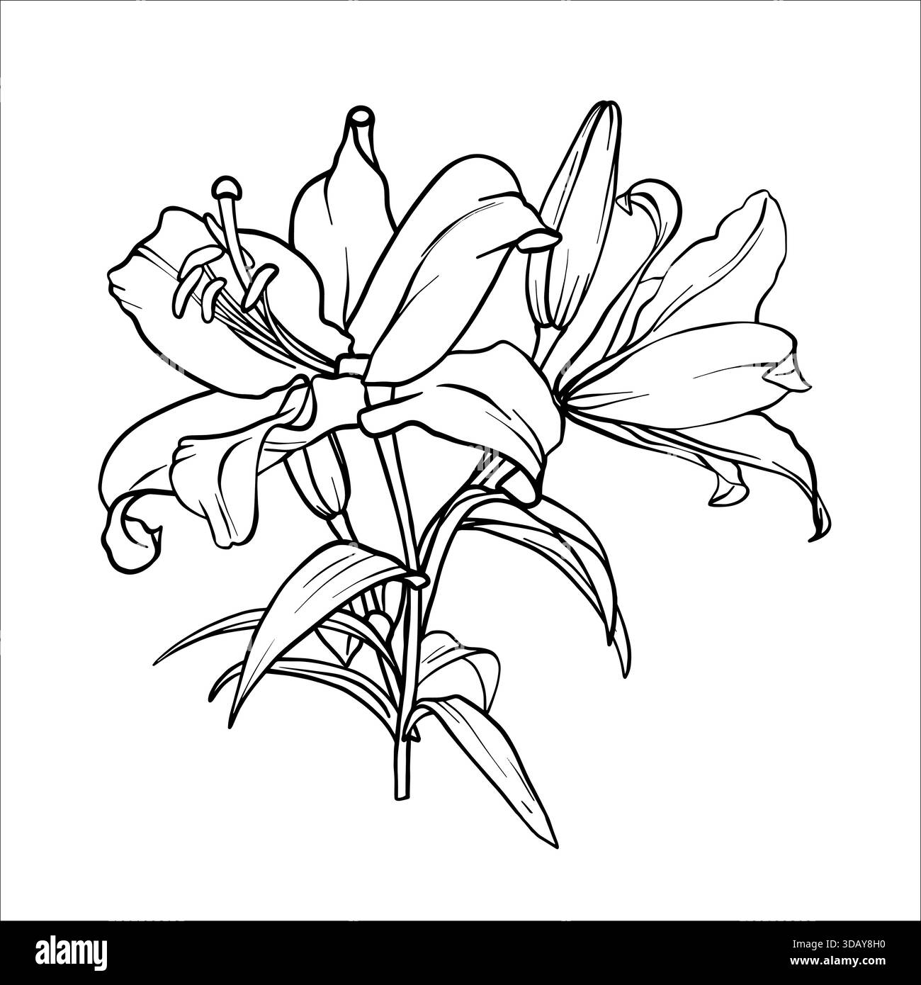A bouquet of lily flowers. Vector Lilies illustration. Flower drawing ...