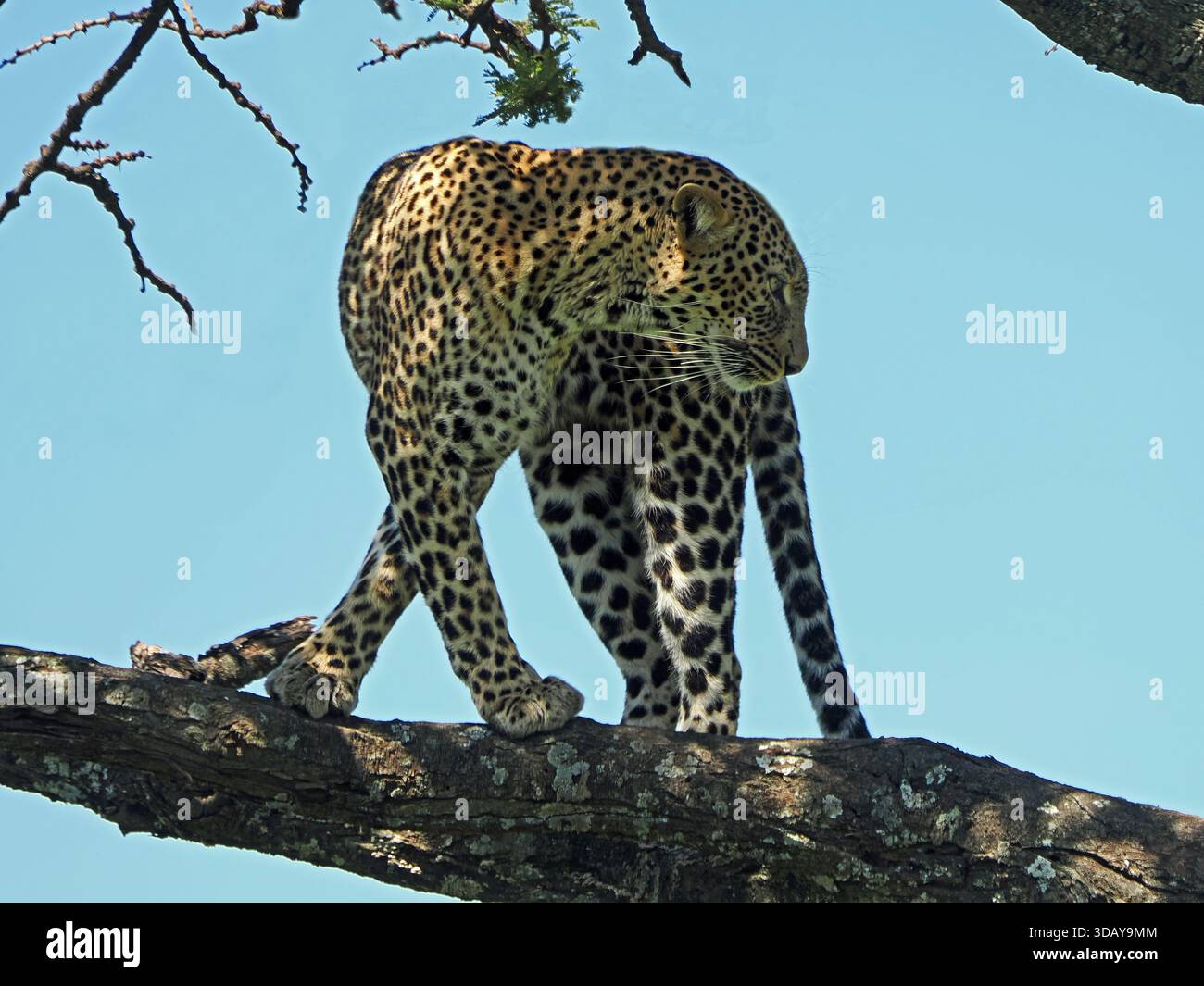 Leopard (Panthera pardus) balancing act as it turns with crossed ...