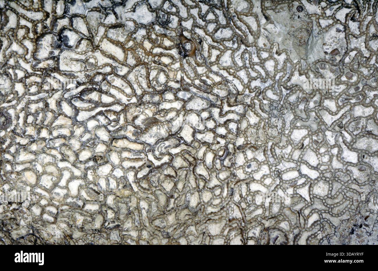 Fossil coral, petrification, Halysites spec., Silurian, around 430 ...