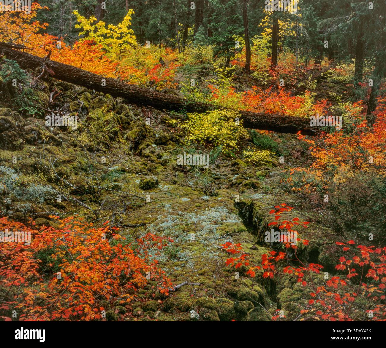 Vine Maple, Acer circinatum, Lava Rock, McKenzie River National ...
