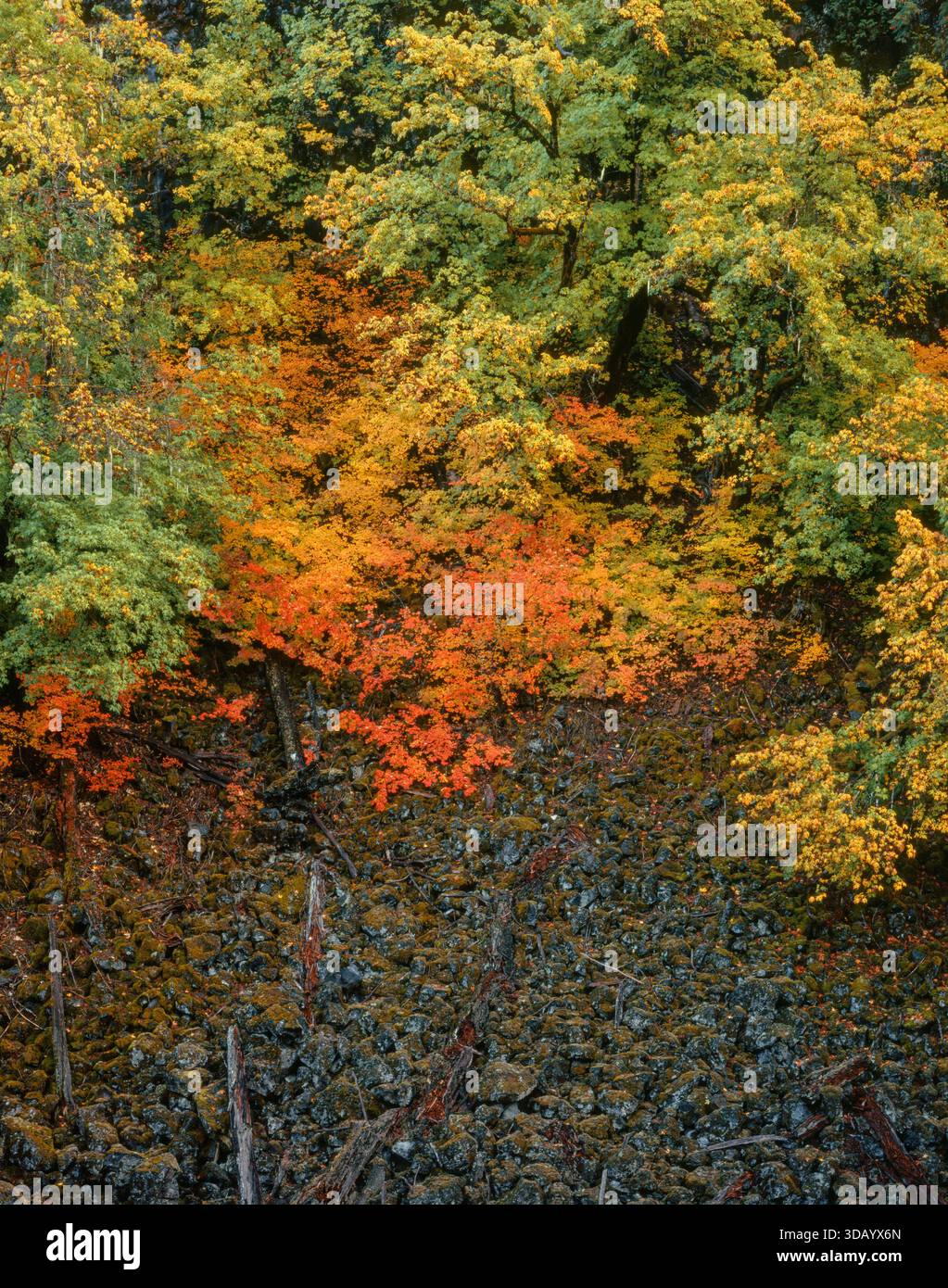 Vine Maple, Acer circinatum, Lava Rock, McKenzie River National ...