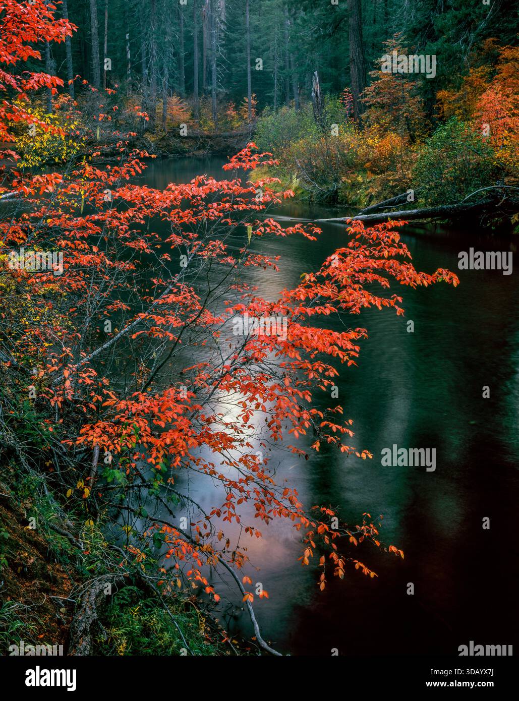 Dogwood, Rogue River National Wild and Scenic River, Rogue River ...