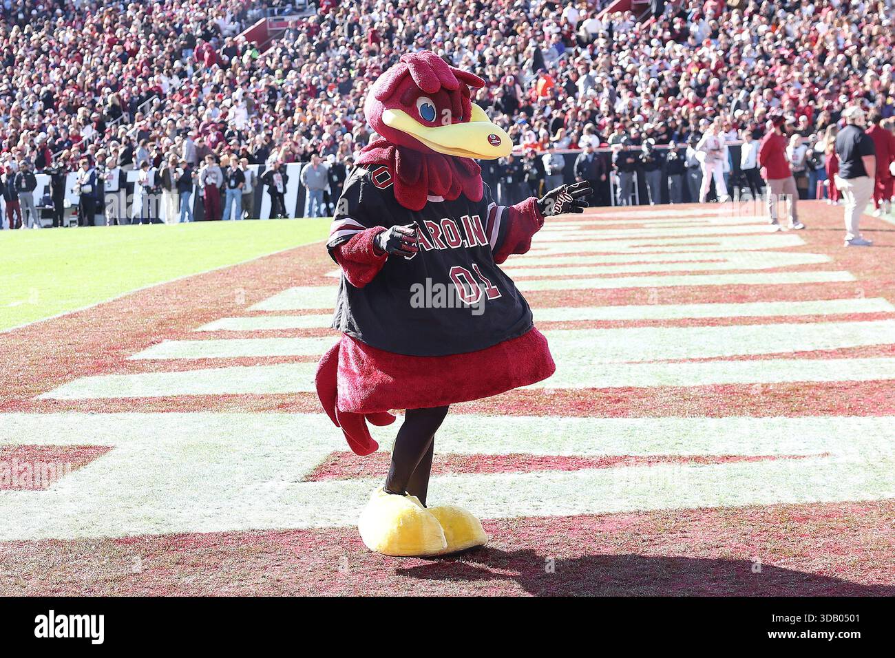 COLUMBIA, SC - NOVEMBER 29: South Carolina mascot Cocky during a ...