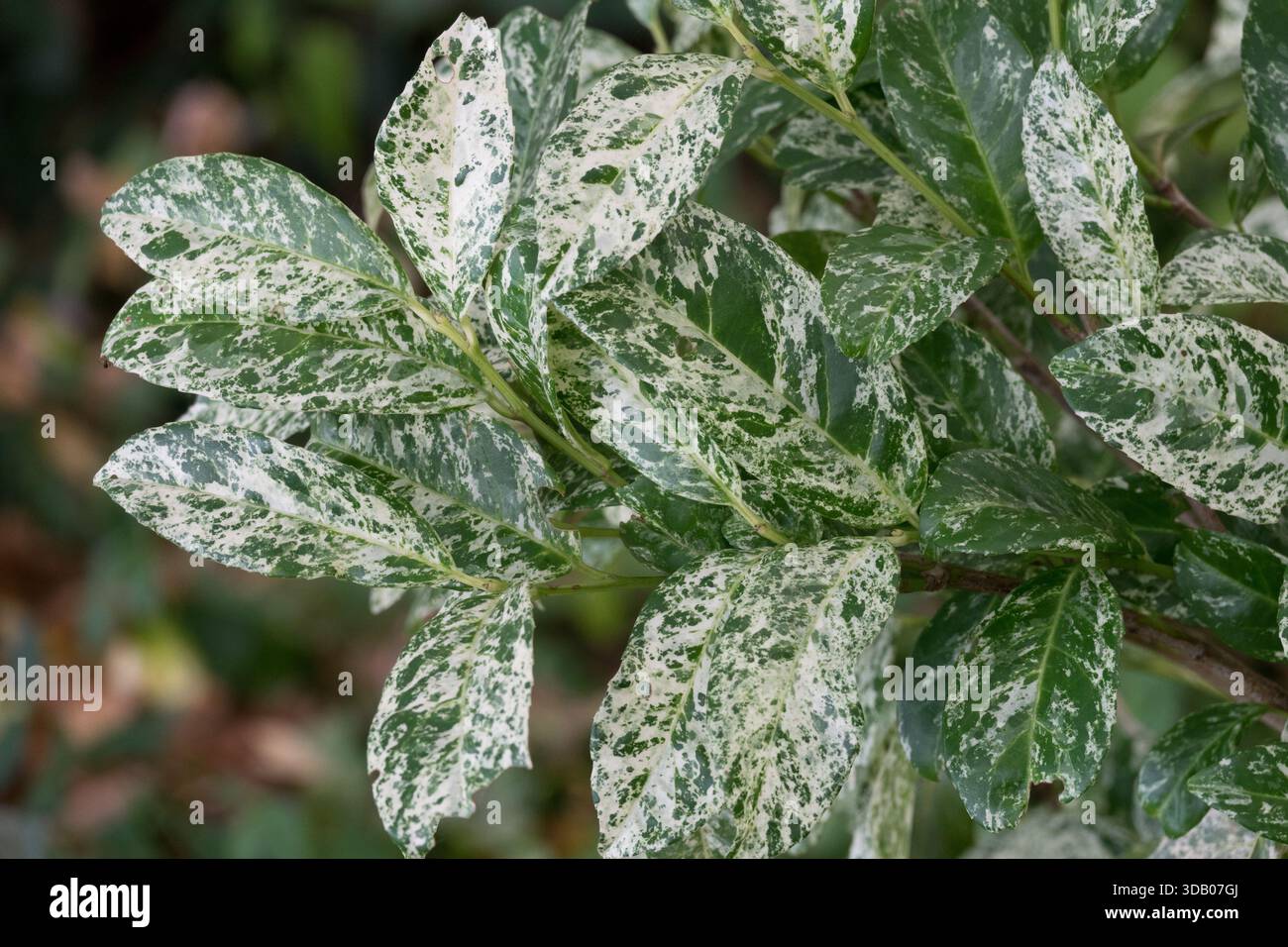 Prunus laurocerasus common laurel cherry laurel hi-res stock ...