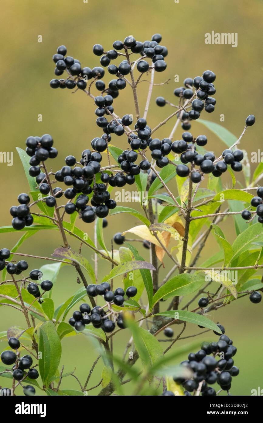 Common Privet Ligustrum vulgare berries Stock Photo - Alamy