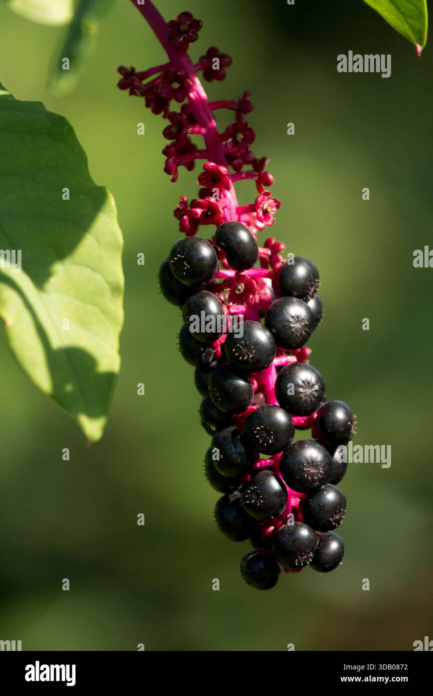 Indian ink plant hi-res stock photography and images - Alamy