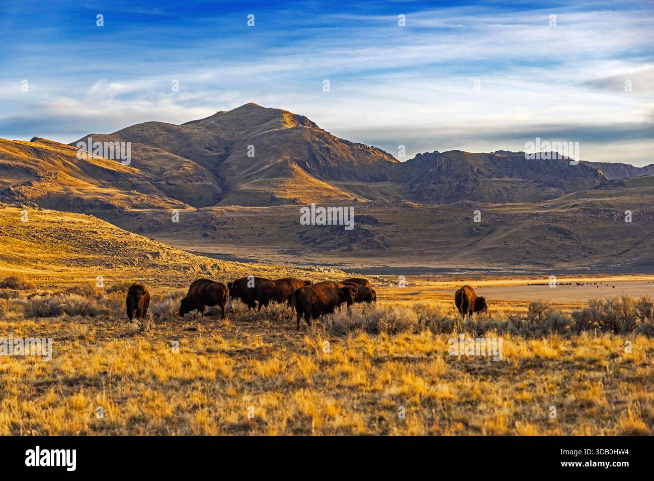 Bison at bay hi-res stock photography and images - Alamy