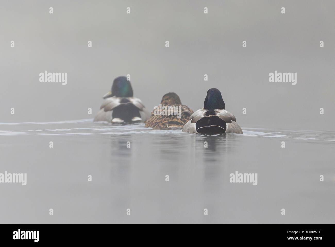 Kidderminster, UK. 13th December, 2025. UK weather: murky, foggy ...