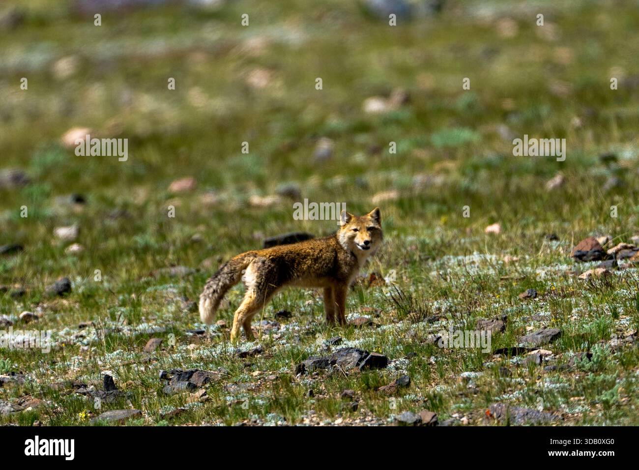 (251213) -- LHASA, Dec. 13, 2025 (Xinhua) -- This photo taken on July ...