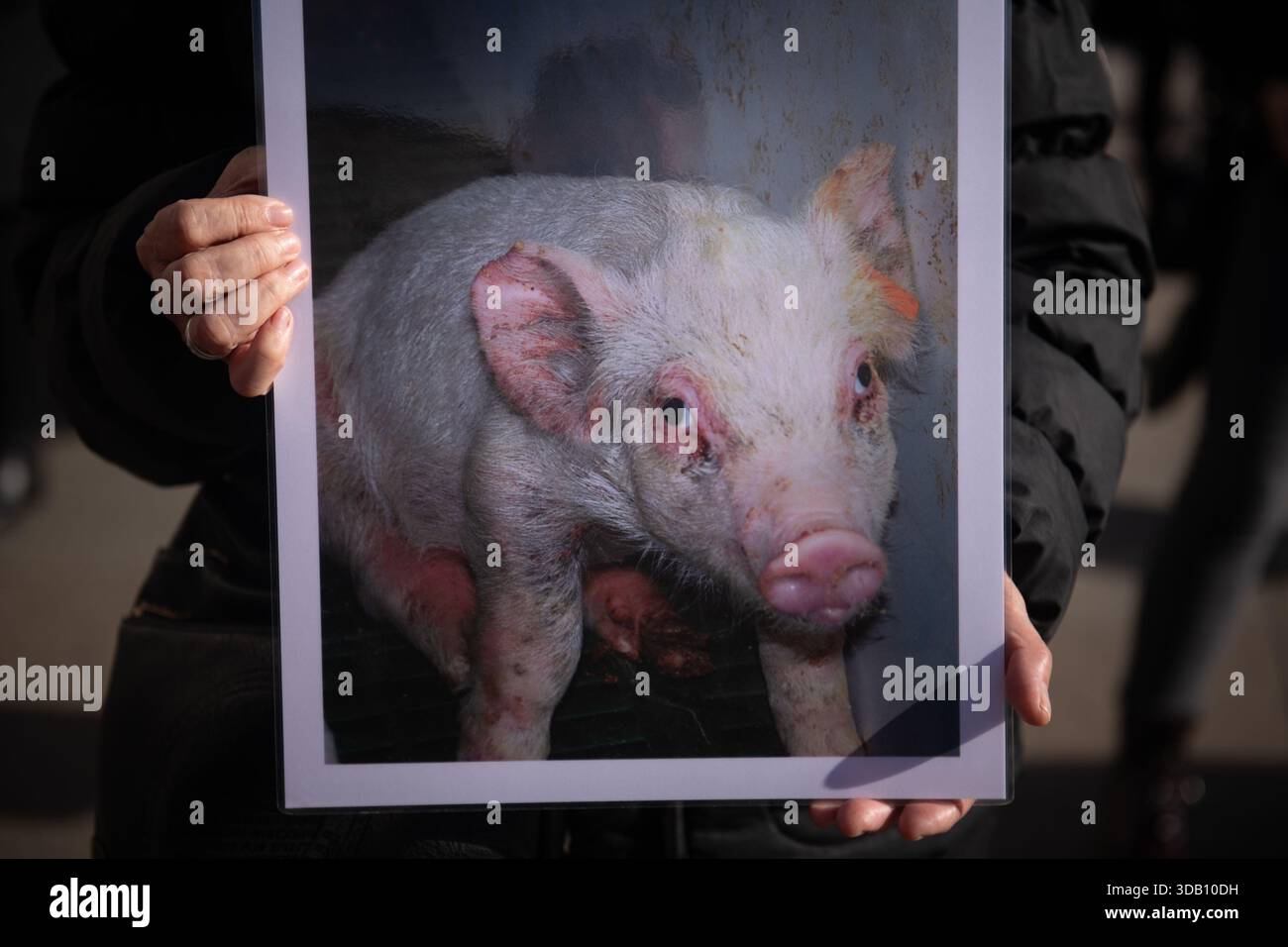 Rally for International Animal Rights Day (DIDA), organized by Igualdad ...