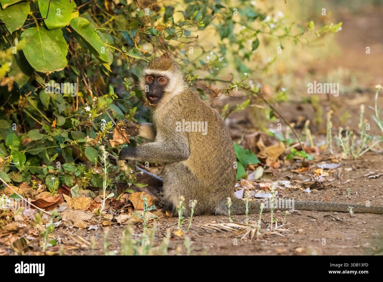 Vervet Monkey (Cercopithecus aethiops) feeding in Arusha, Tanzania ...
