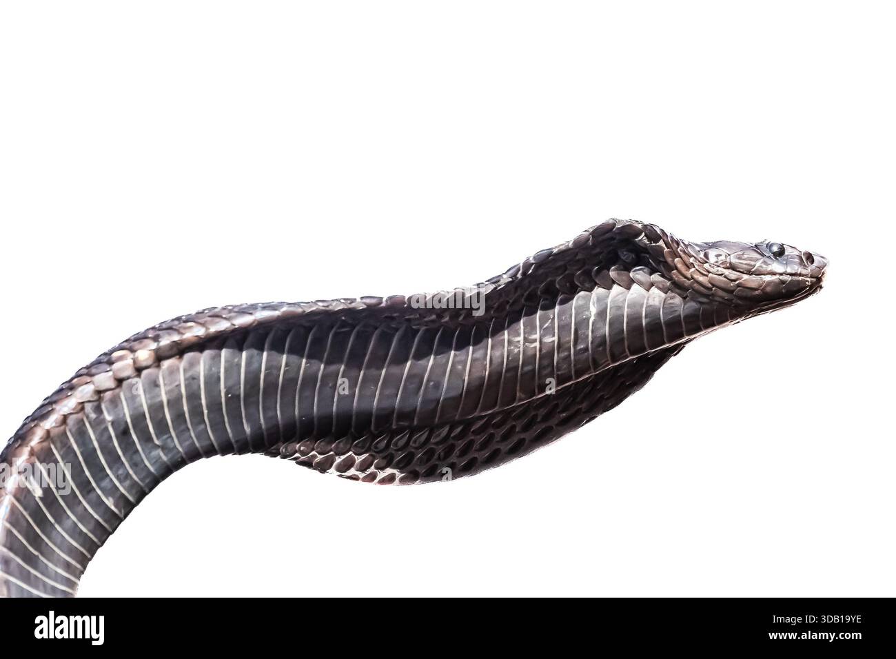 Flaring king cobra hi-res stock photography and images - Alamy