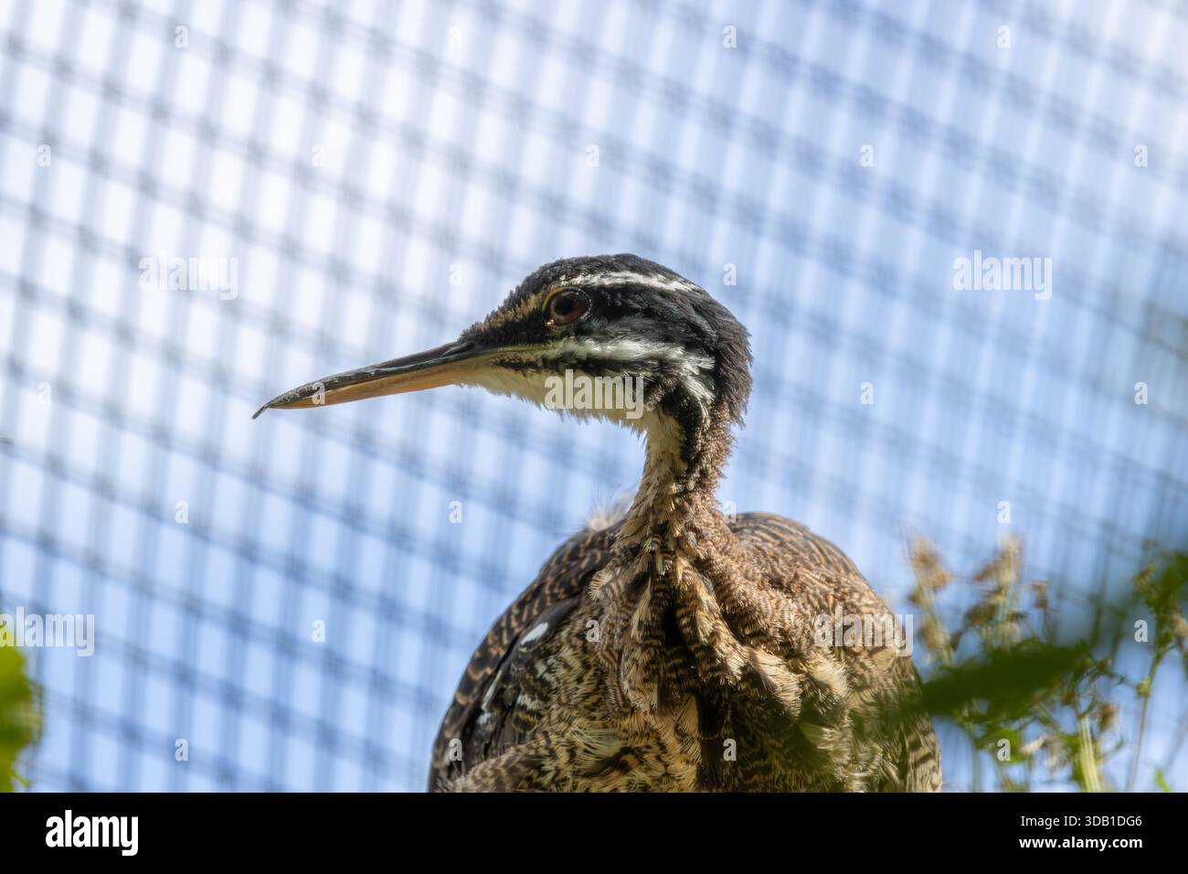 Cryptic, slender bird with complex barred plumage; known for ...