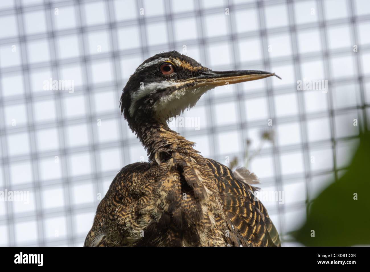 Cryptic, slender bird with complex barred plumage; known for ...