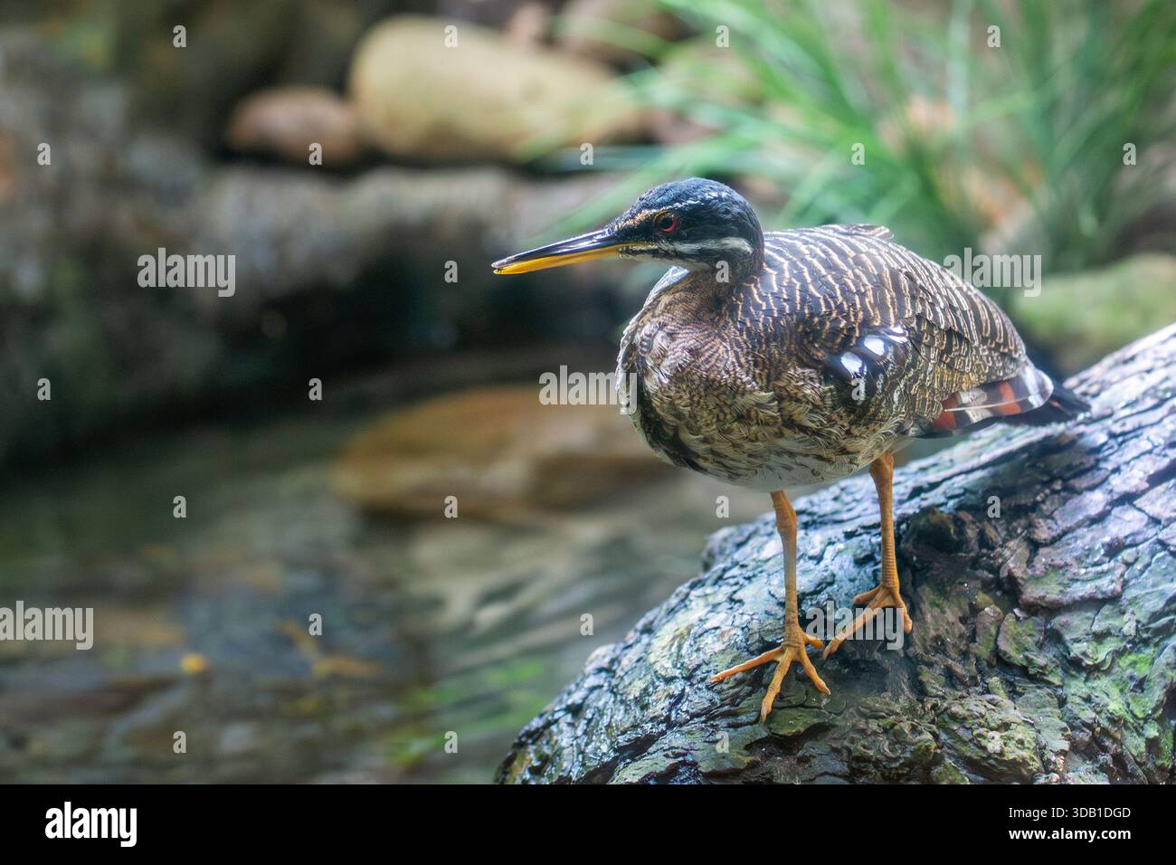 Neotropical sunbittern hi-res stock photography and images - Alamy