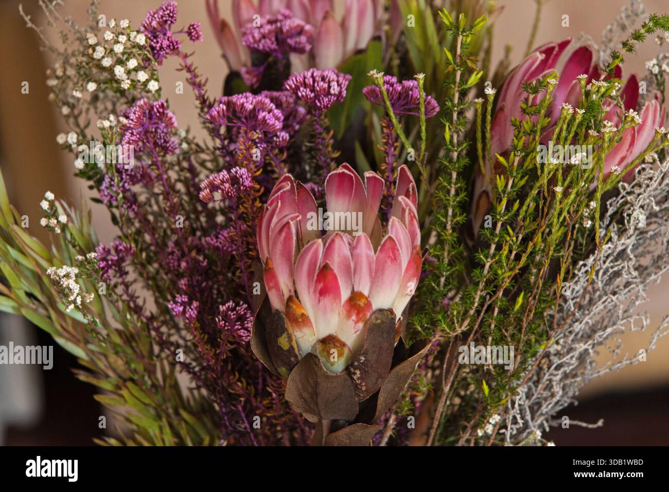 Vibrant fynbos habitat hi-res stock photography and images - Alamy