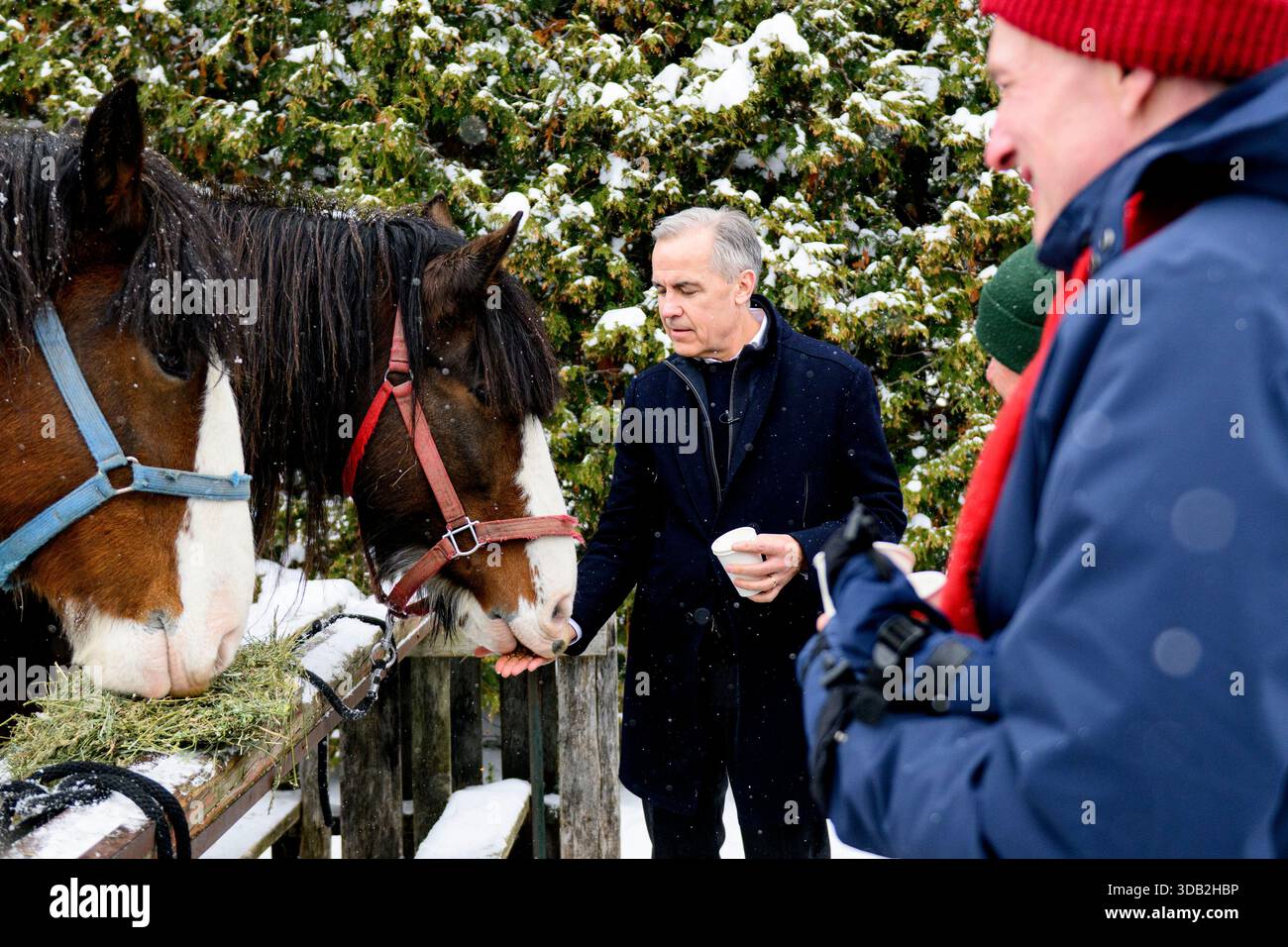 Prime Minister Mark Carney feeds a horse while visiting Fallowfield ...