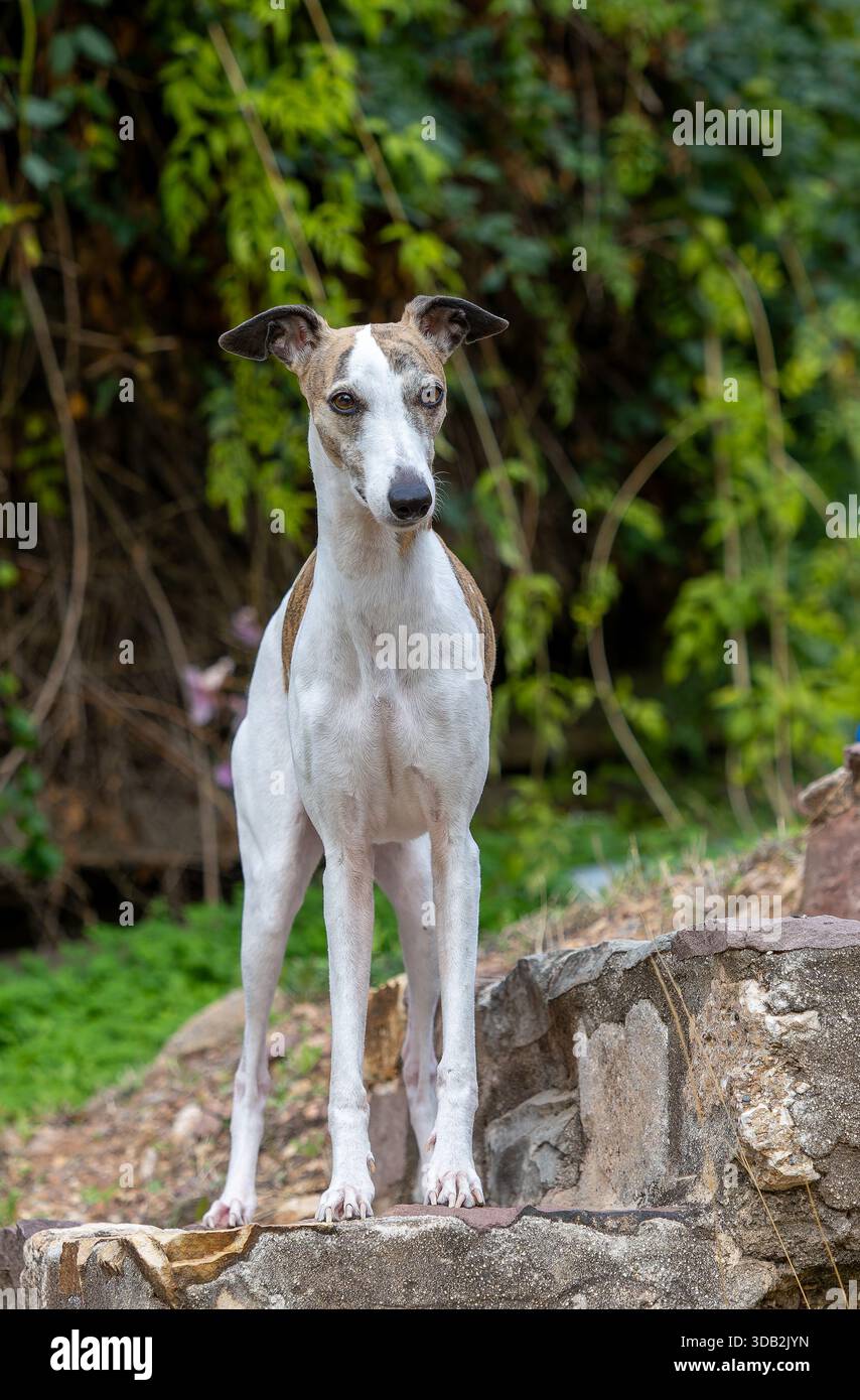A white and brown brindle dog of the Whippet breed standing on a stone ...