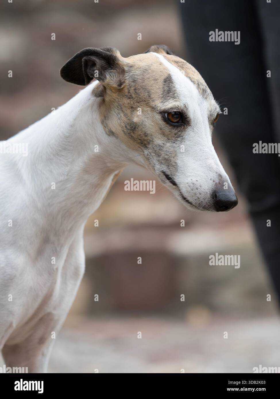A white and brown brindle dog of the Whippet breed standing on a stone ...