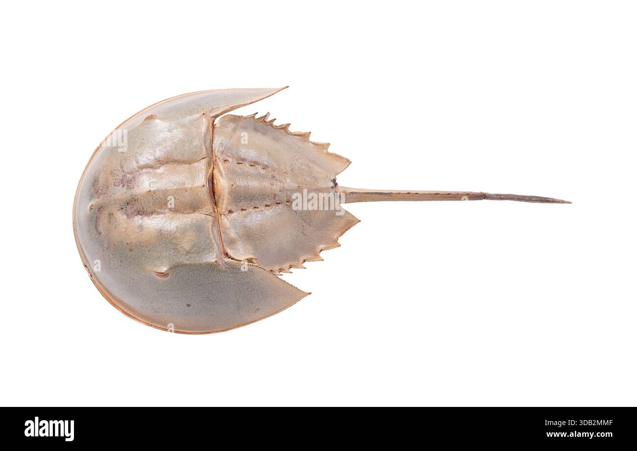 Horseshoe crab museum specimen hi-res stock photography and images - Alamy