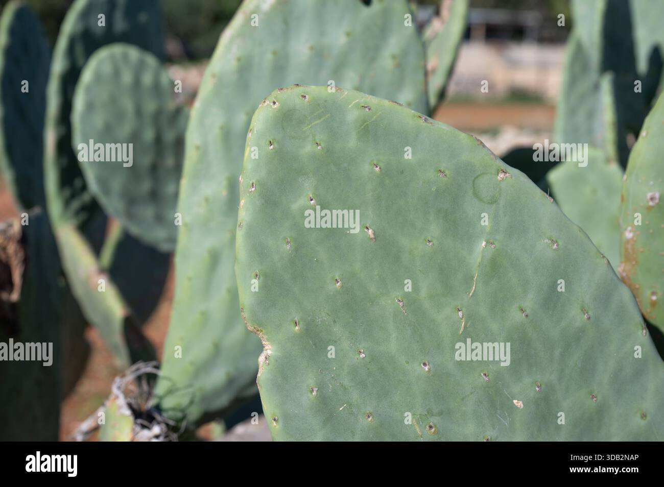 Detail of a thick green cactus plant in the coastal village of ...