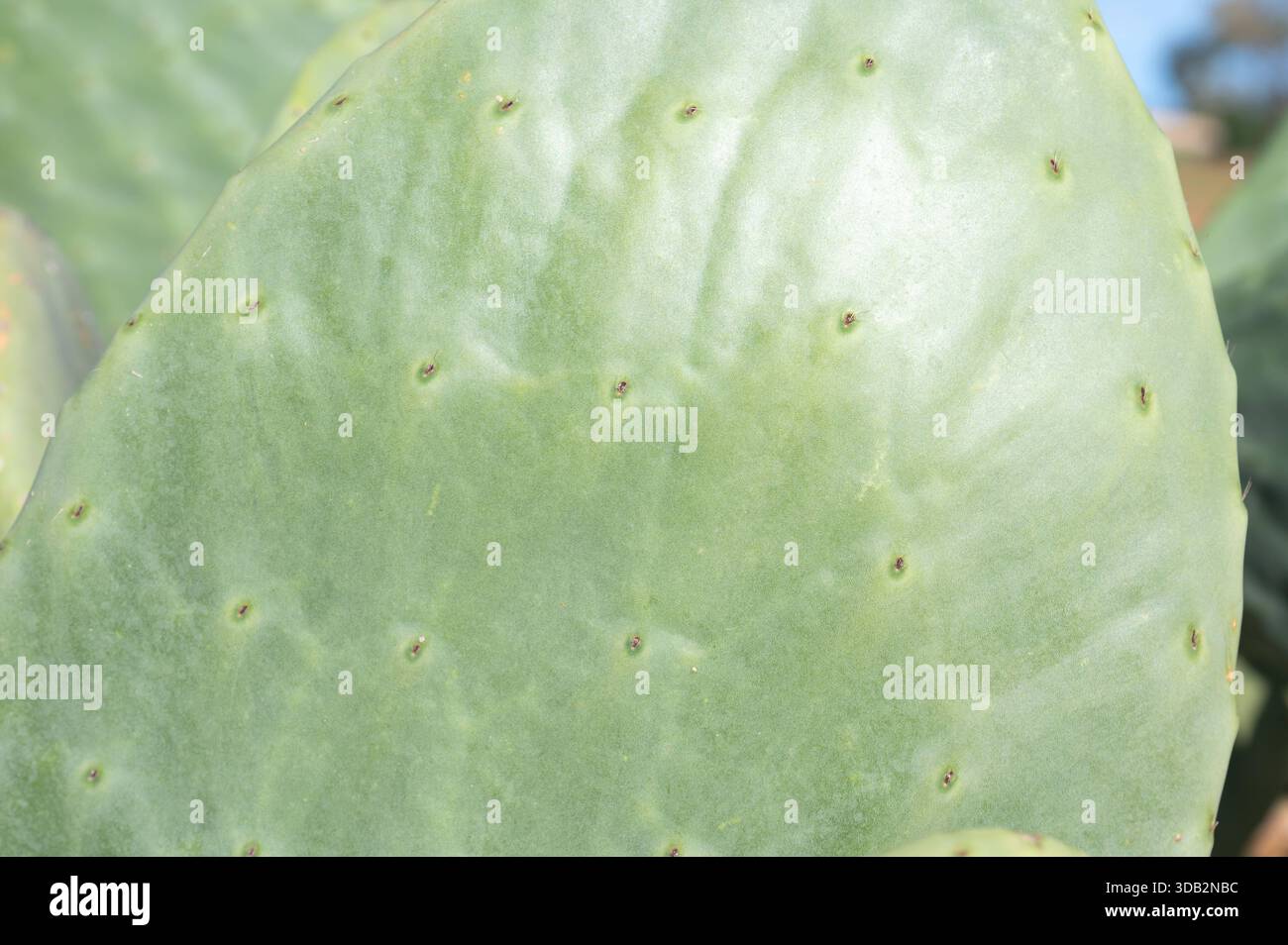 Detail of a thick green cactus plant in the coastal village of ...