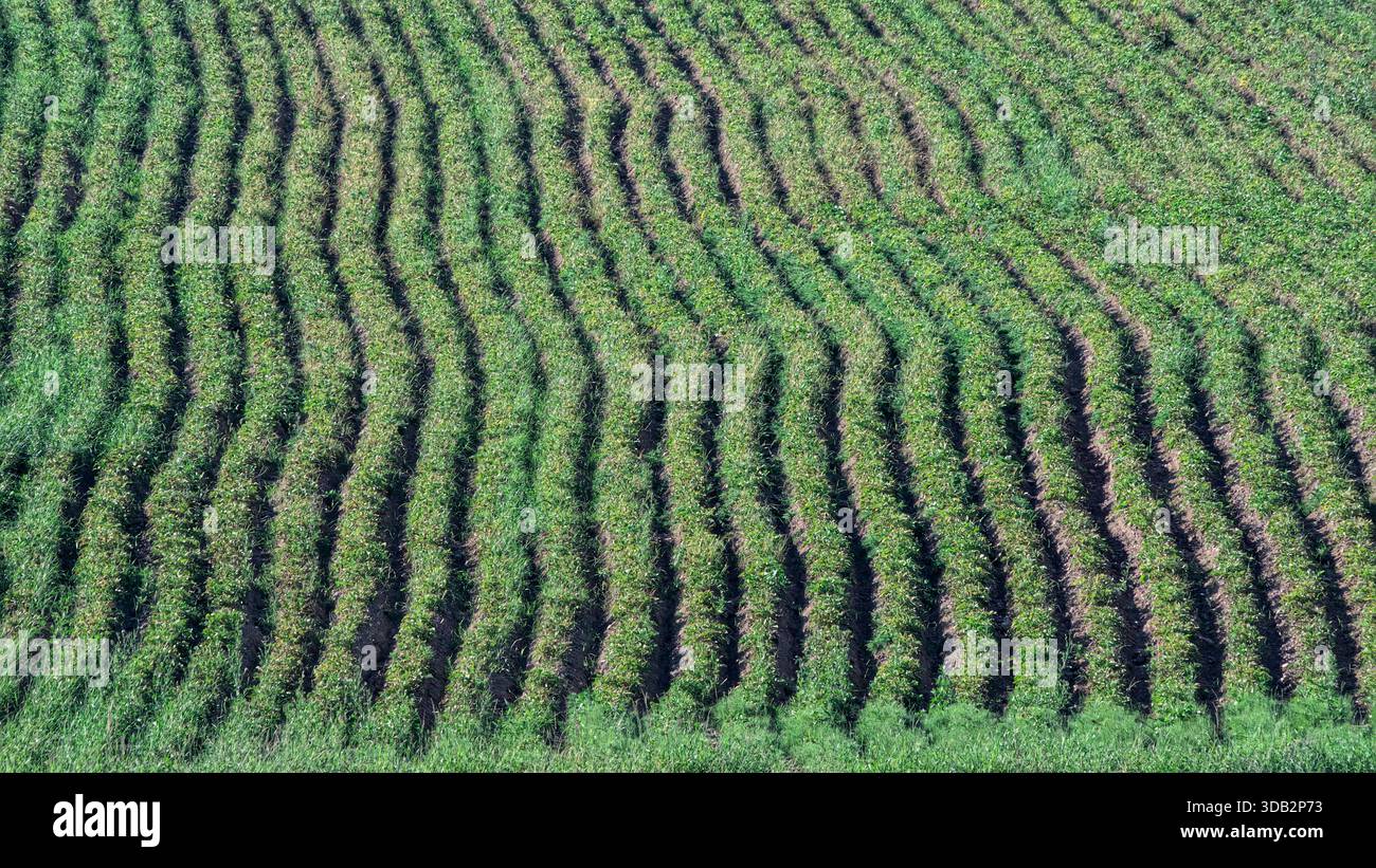 Row agricultural plants in field hi-res stock photography and images ...