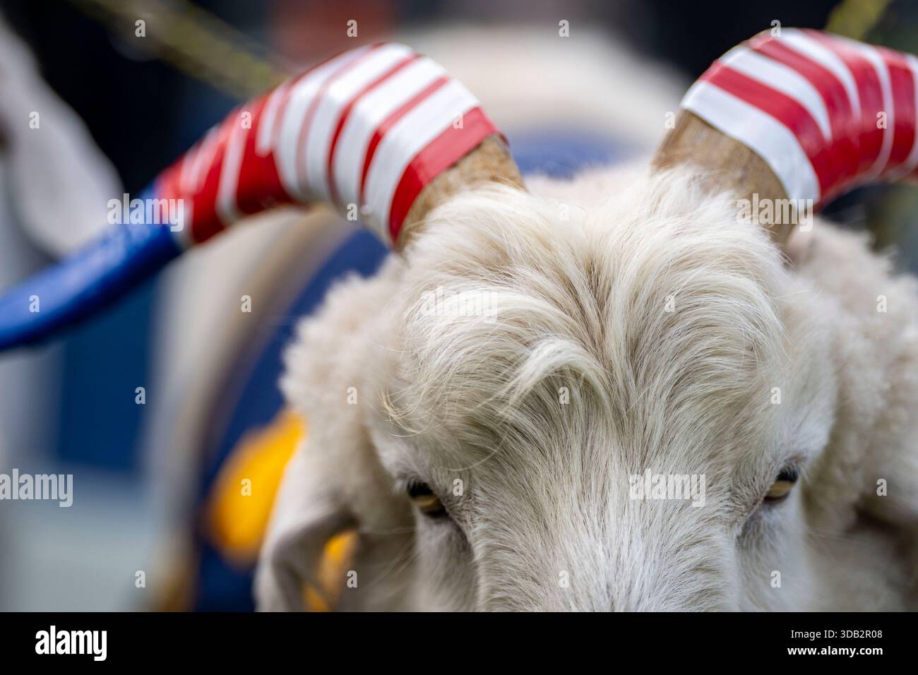 Bill the Goat looks on before the 126th Army-Navy Game between the Navy ...