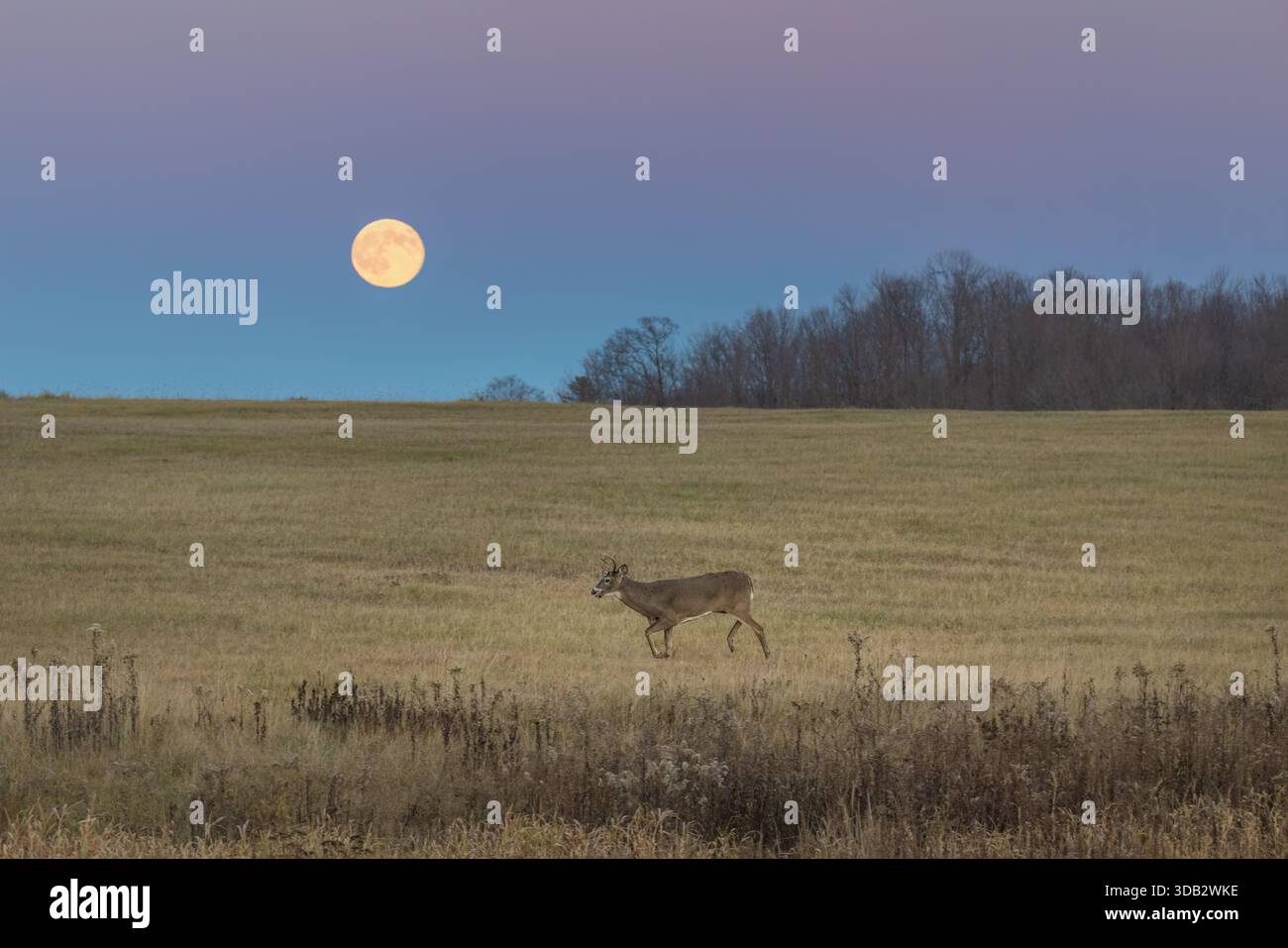 The full moon rising over a white-tailed buck during the November rut ...