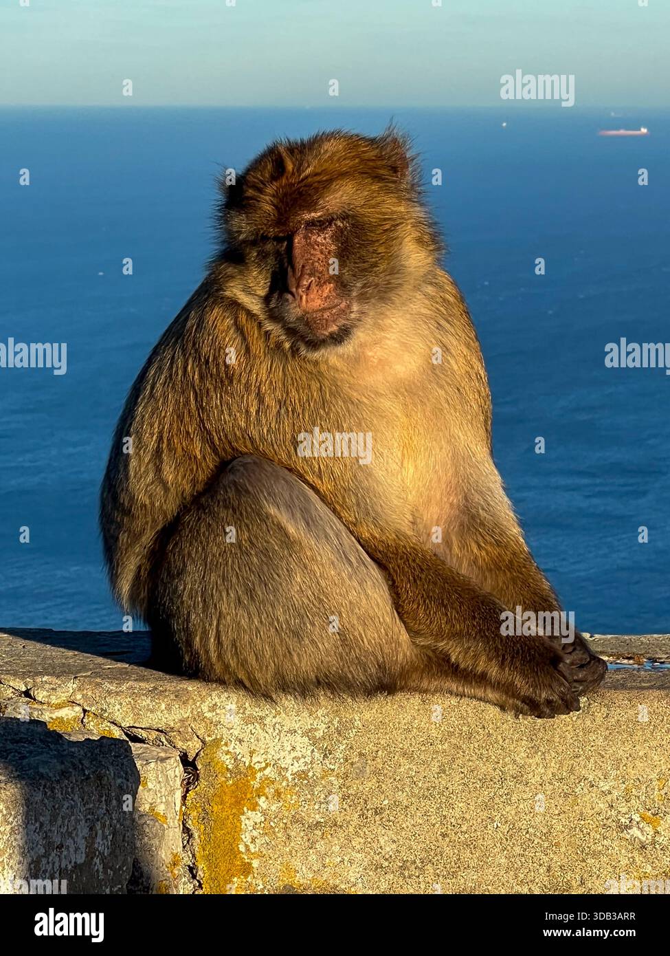 Wild Barbary macaque resting on a limestone parapet above the Strait of ...