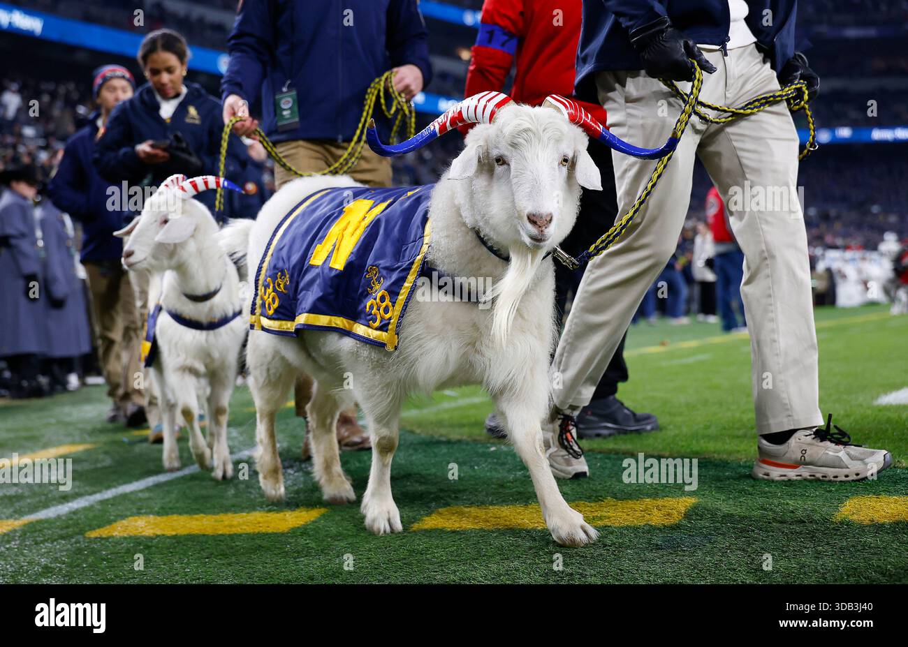 December 13, 2025: Bill the Goat 38 walks around the field during the ...