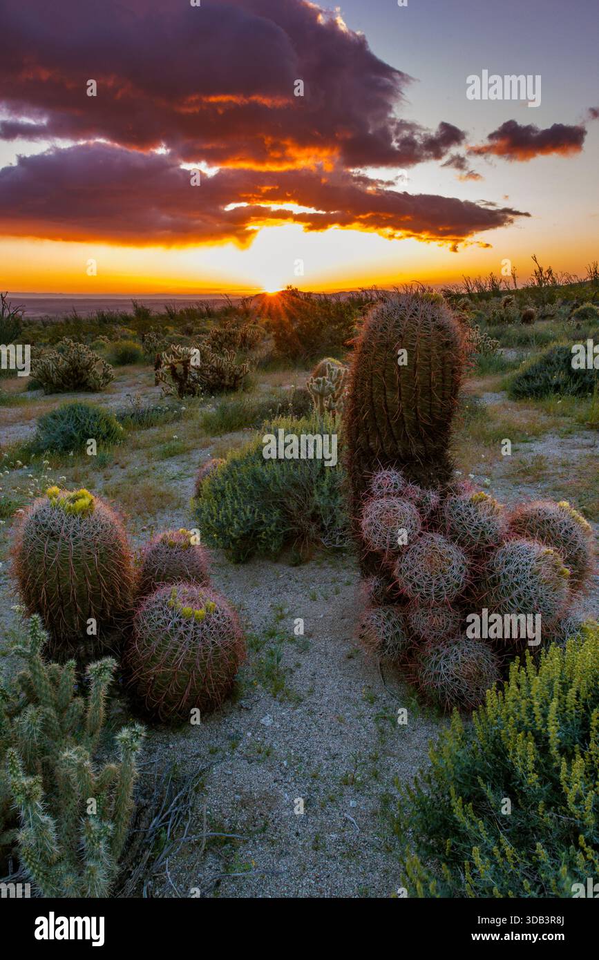 Sunrise, Barrel Cactus, Anza-Borrego Desert State Park, California ...