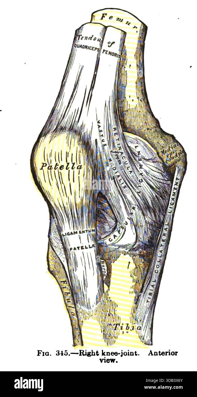Leg muscle anatomy labeled hi-res stock photography and images - Alamy