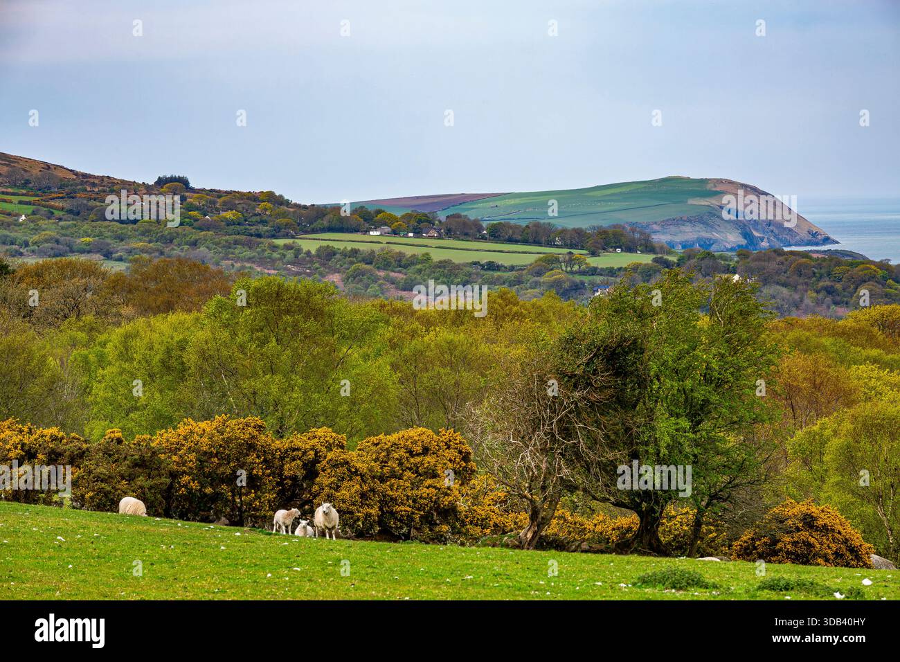 Preseli mountains hi-res stock photography and images - Alamy
