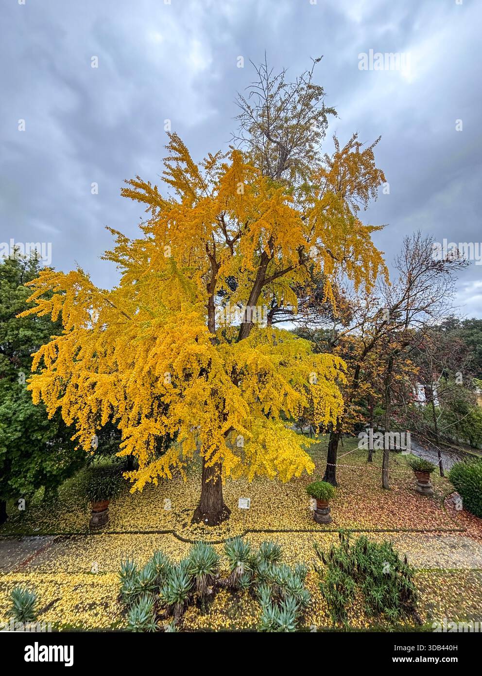 Autumnal view of a specimen of Ginkgo biloba, commonly known as ...