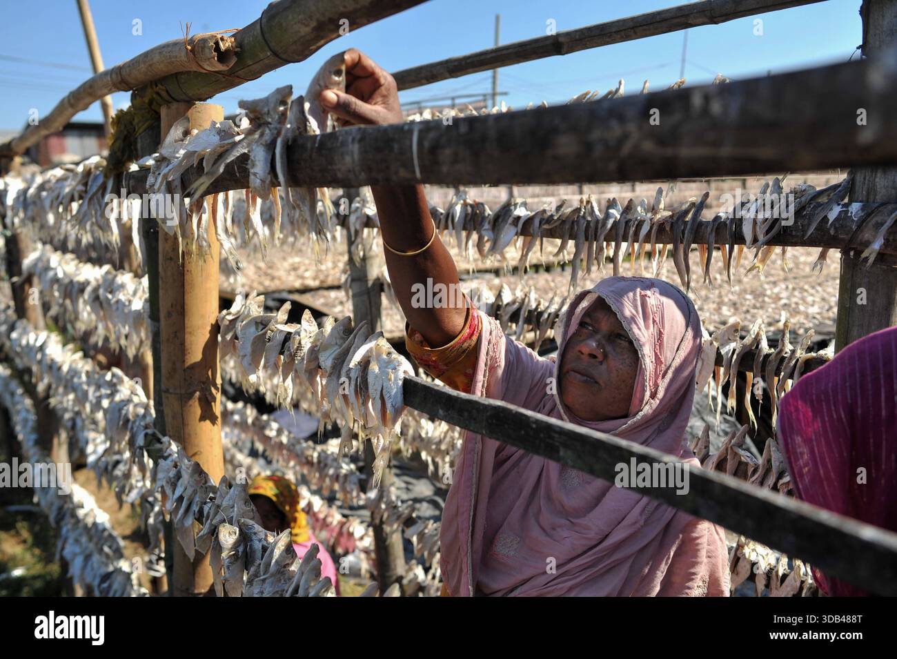 Women Process Dried Fish in Chattogram, Bangladesh Women during the ...