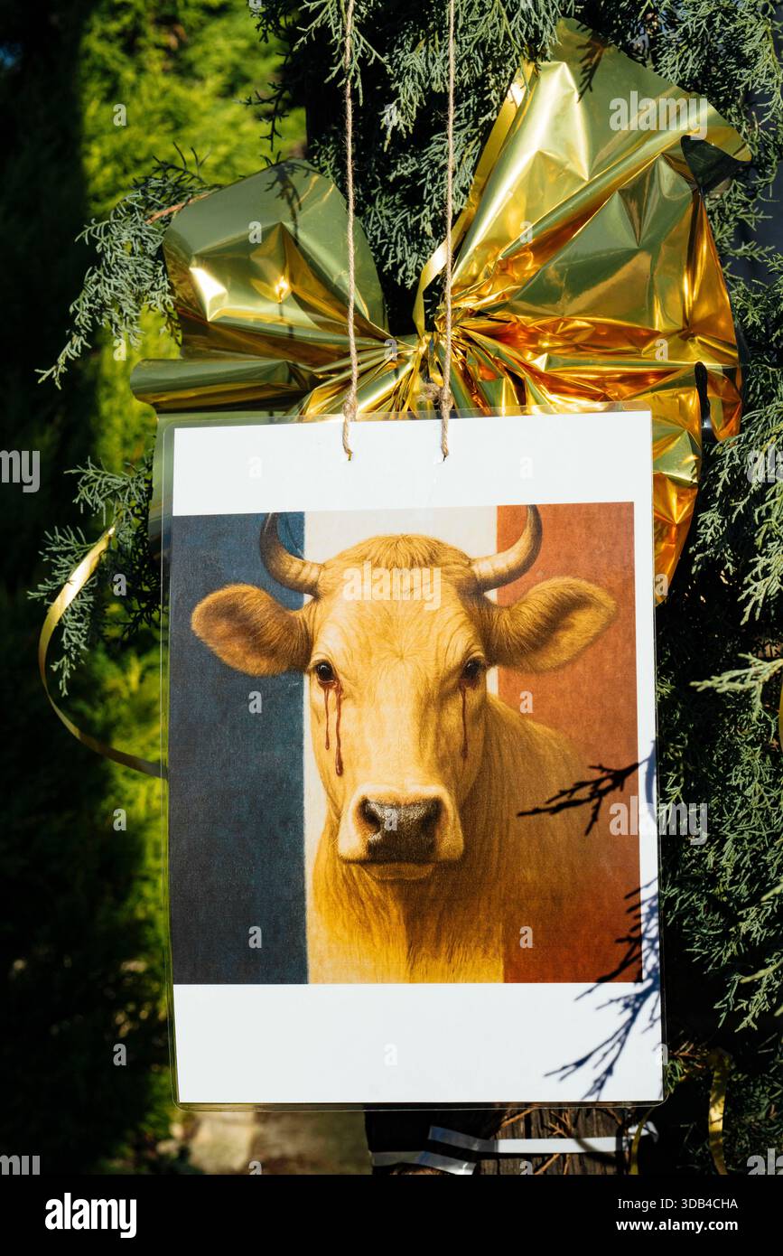 cows crying at night