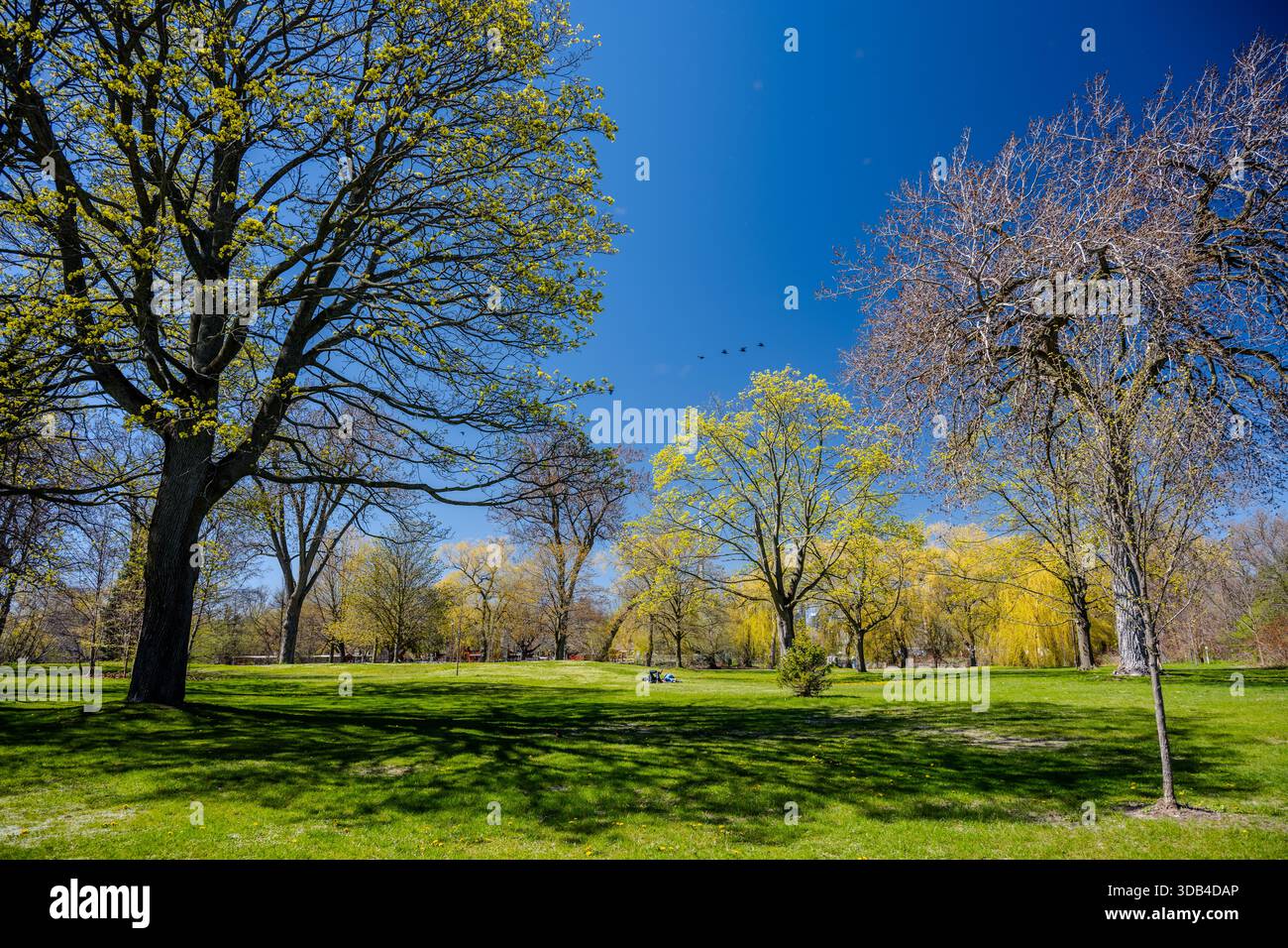 Lush green grass and budding trees fill a wide open park in Toronto ...