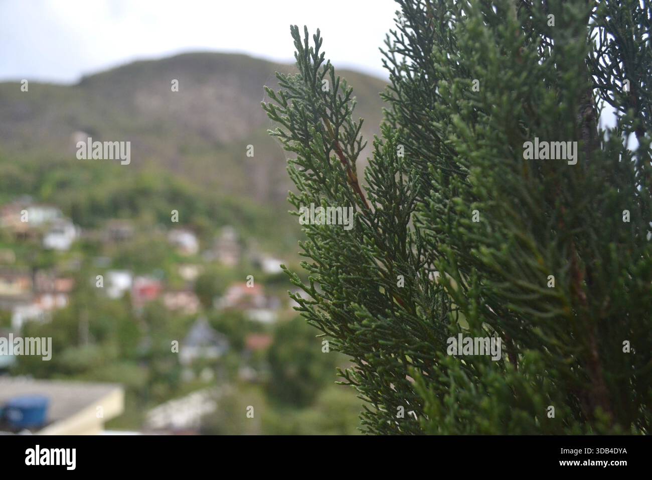 Close view fresh evergreen hi-res stock photography and images - Alamy