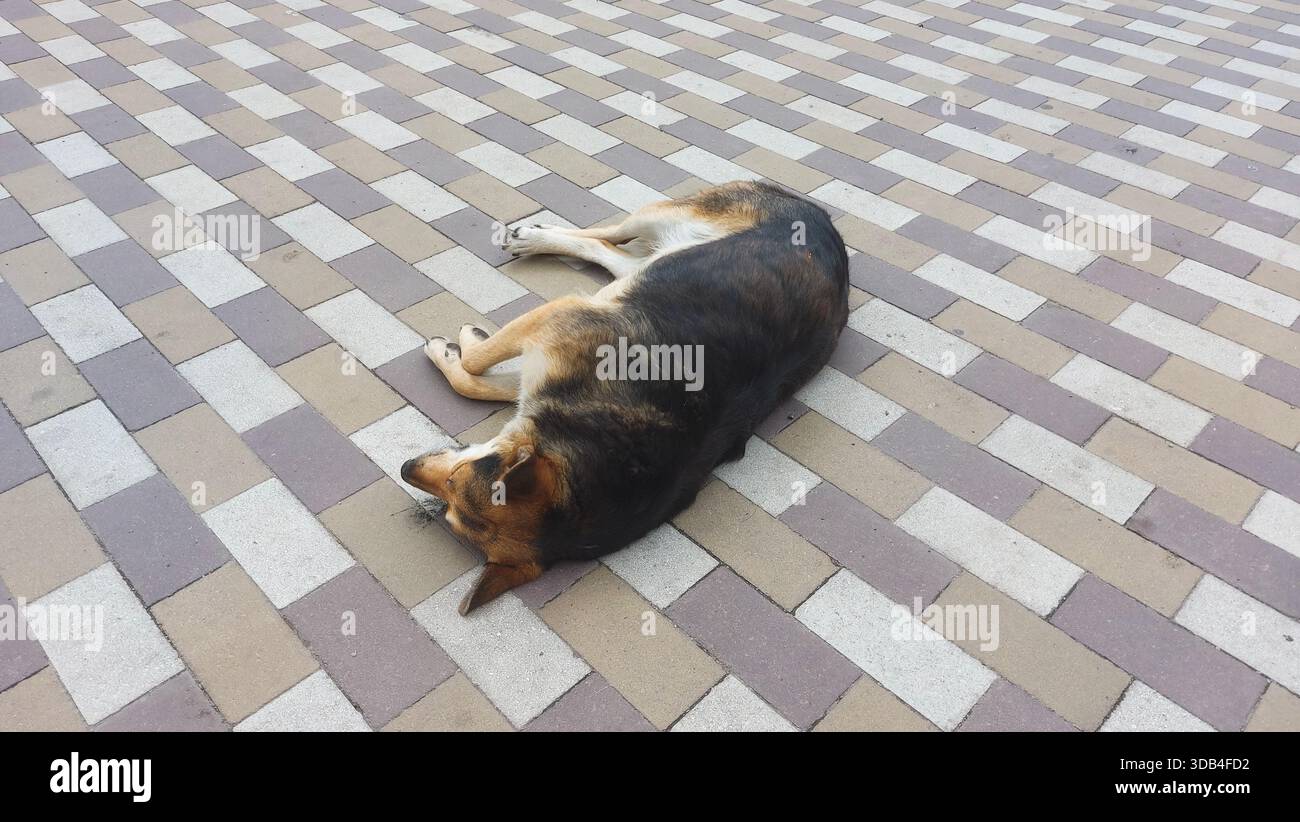 Dog completely relaxed on hi-res stock photography and images - Alamy