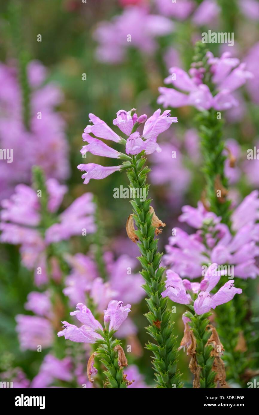 Physostegia virginiana rose bouquet hi-res stock photography and images ...