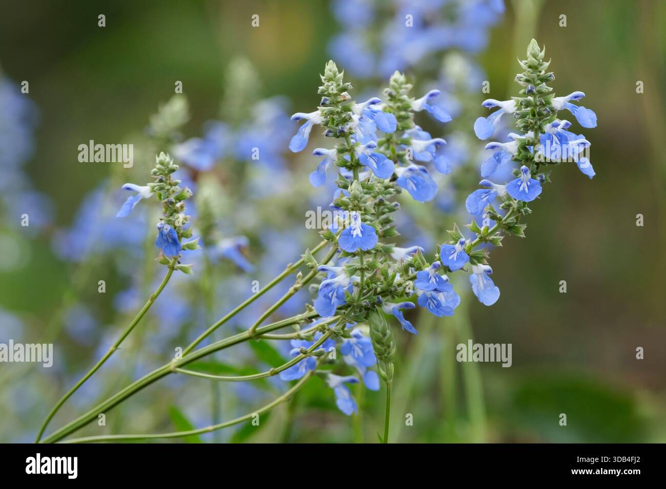 Salvia uliginosa, bog sage, Salvia uliginosa African Skies, short ...