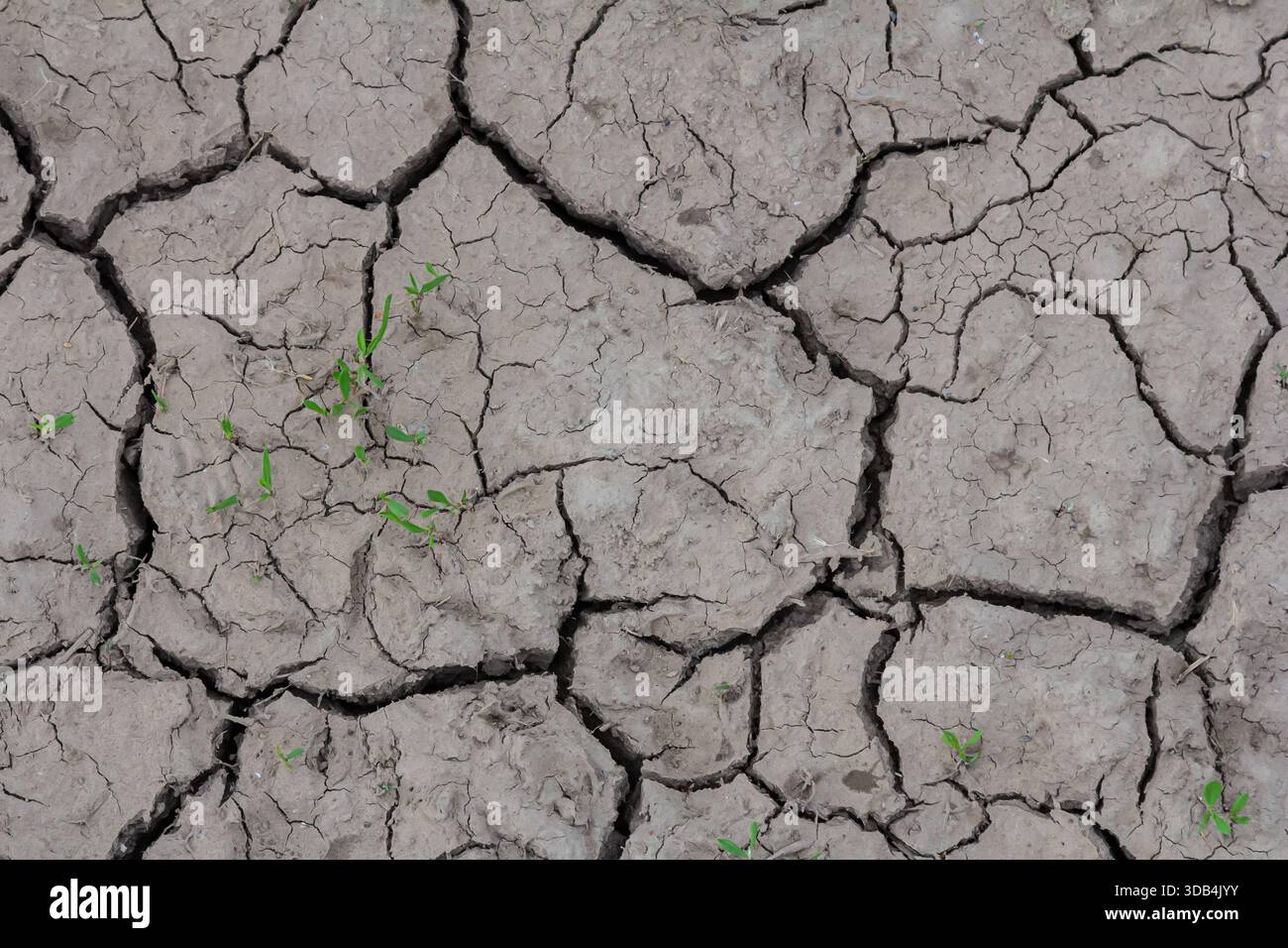 Parched and cracked soil showing a stark contrast between barren land ...