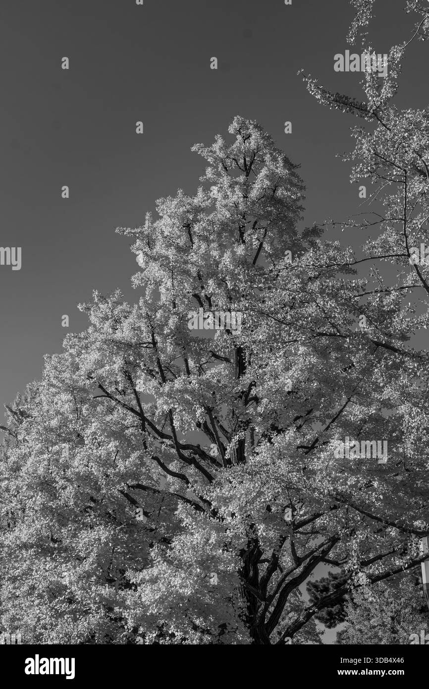 Train fuji japan Black and White Stock Photos & Images - Alamy