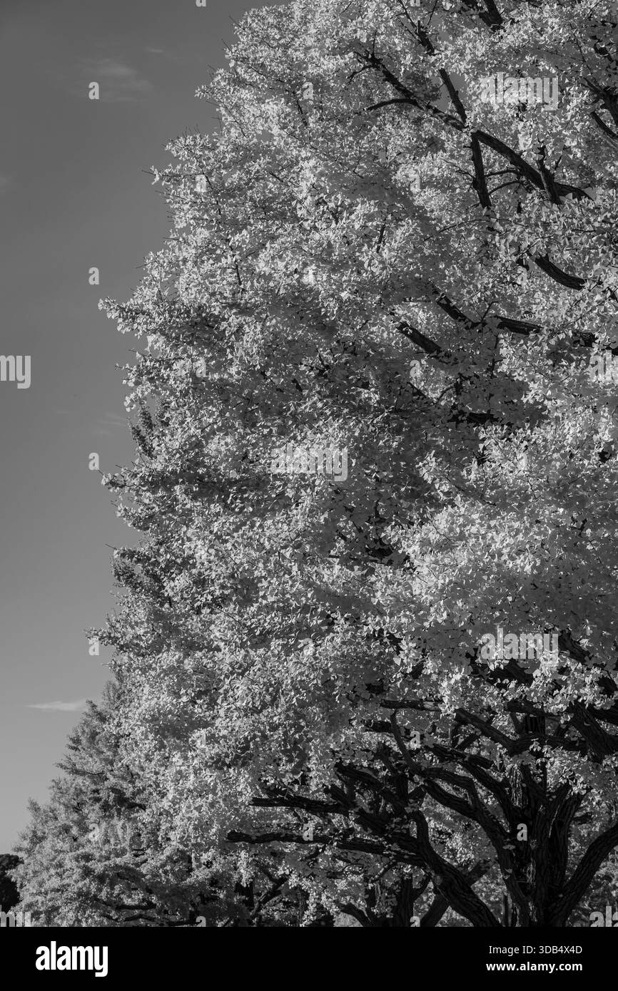 Train fuji japan Black and White Stock Photos & Images - Alamy