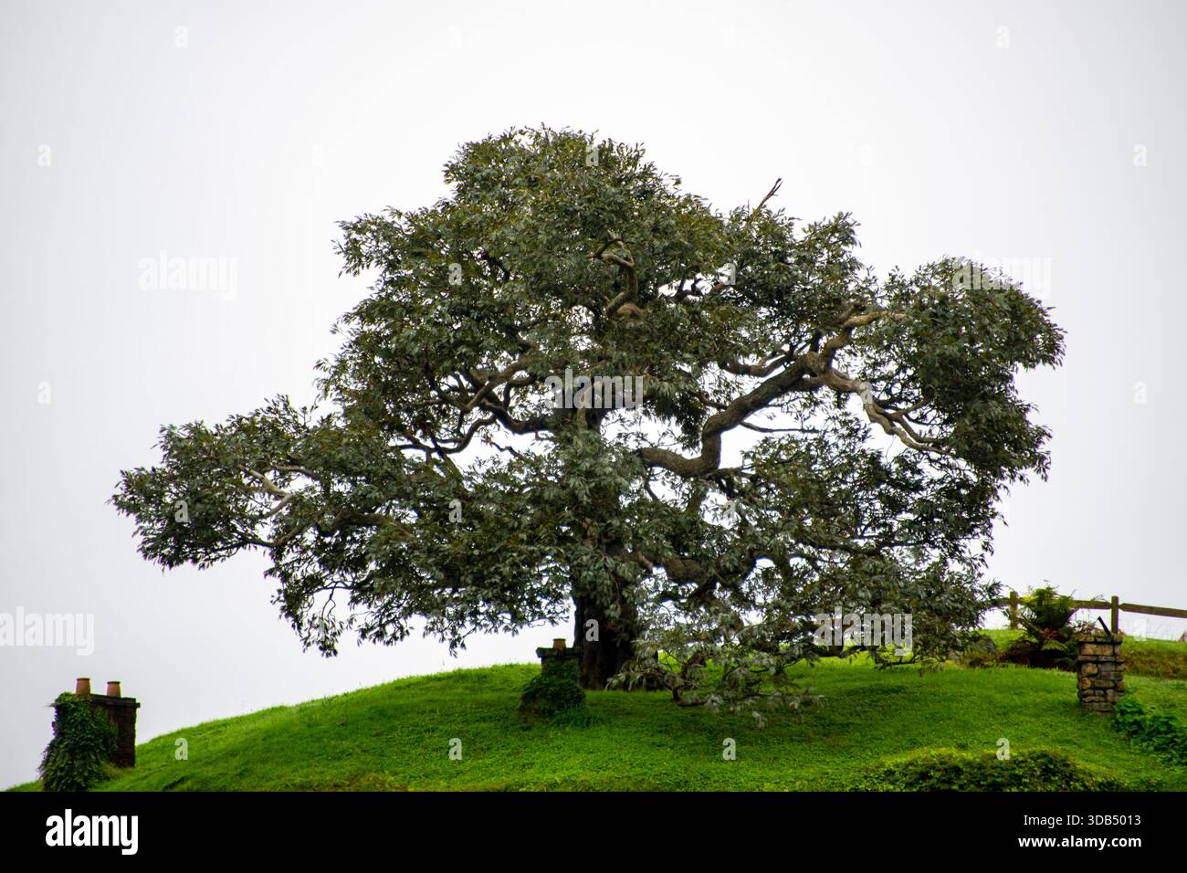 Oak Tree in Matamata - New Zealand Stock Photo - Alamy