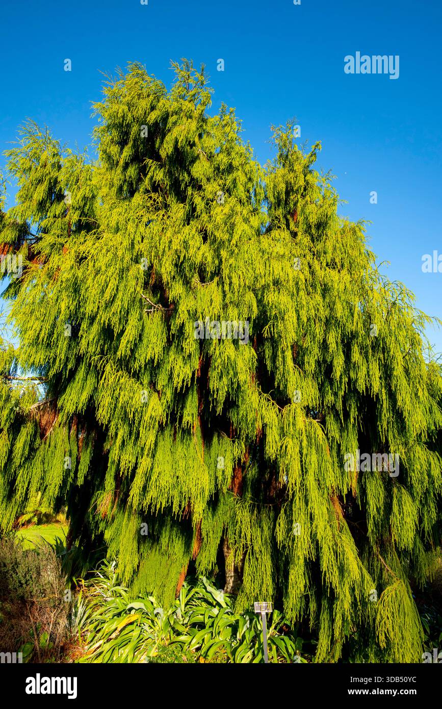 Rimu tree hi-res stock photography and images - Alamy