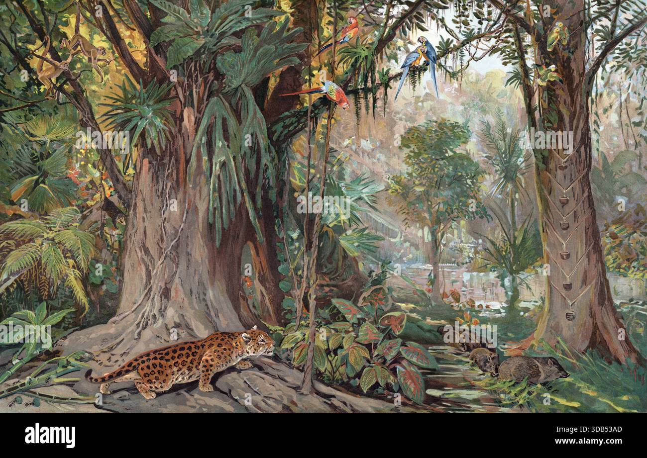 Rainforest, landscape in the upper Amazon region, Brazil, authentic ...