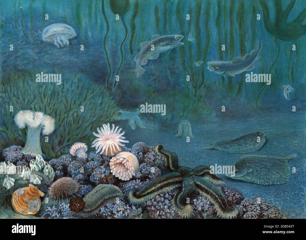 Symbolic image of marine fauna, encompassing all animal life in the ...