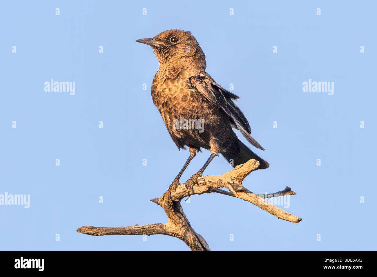 Southern Anteater-Chat, female, Kalahari Reserve, Kalahari, South ...